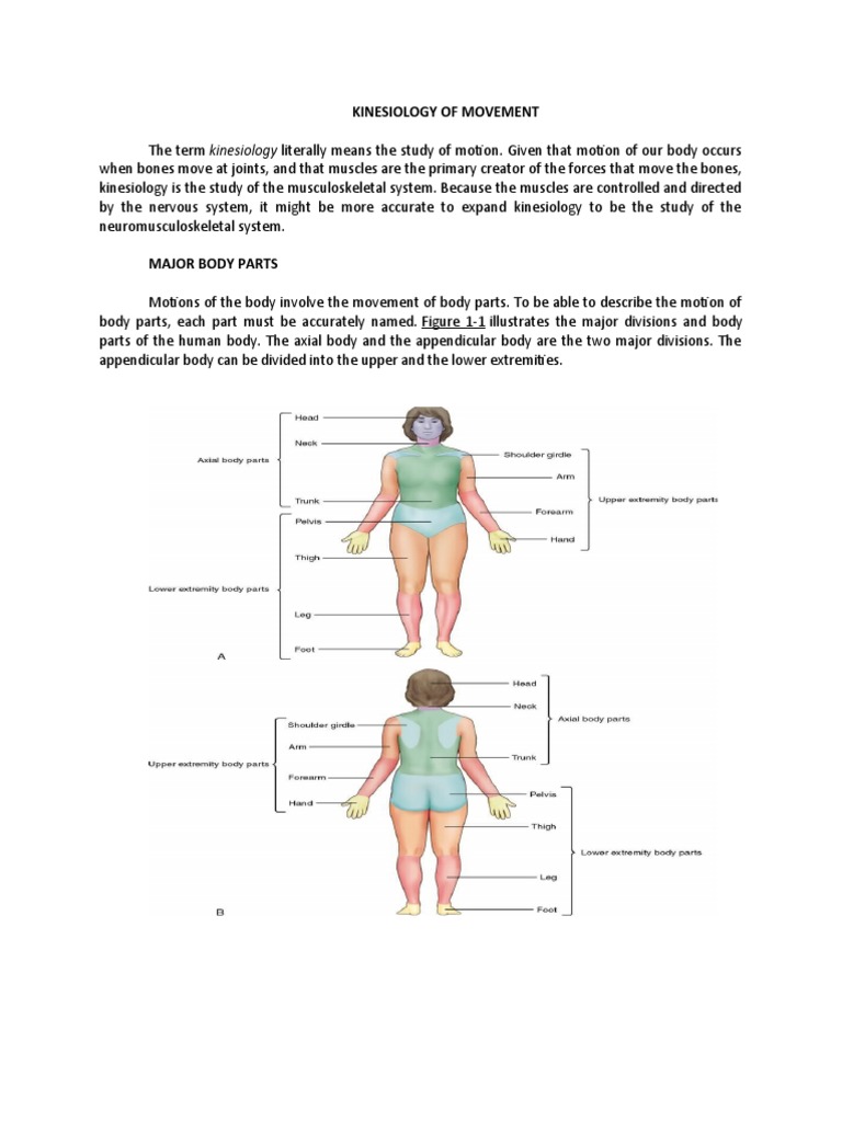 Lecture 2 PE 101 | Download Free PDF | Anatomical Terms Of Motion | Pelvis
