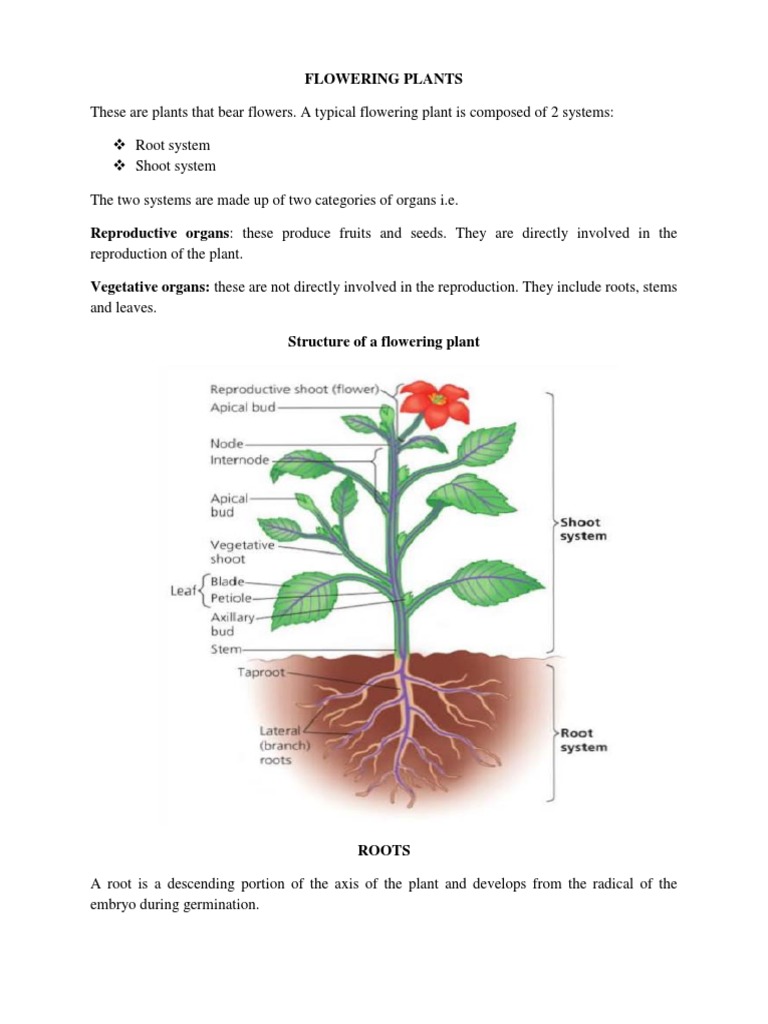 03-Flowering Plants | PDF | Leaf | Flowers
