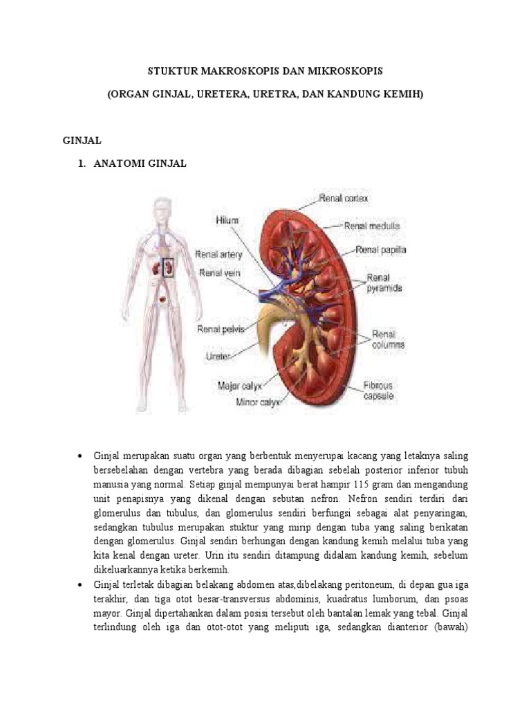 STUKTUR MAKROSKOPIS DAN MIKROSKOPIS SPH | PDF