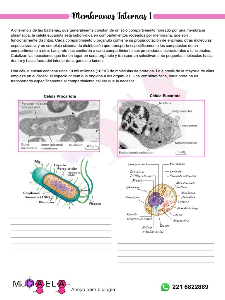 MEMBRANAS INTERNAS 1 - Teoría | PDF | Nucleo celular | Mitocondria