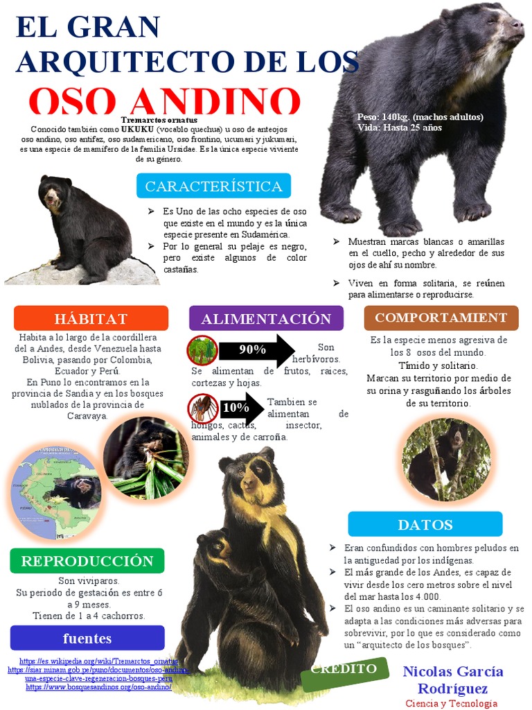 Infografía sobre el Oso Andino | PDF | Osos | Depredadores