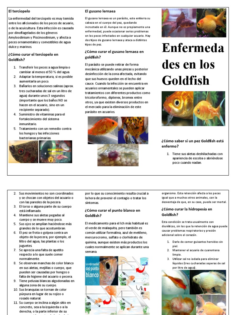 Enfermedades en Los Goldfish | PDF | Acuario | Agua