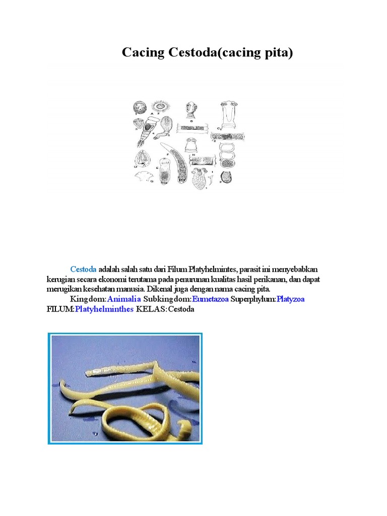 Cacing Cestoda | PDF