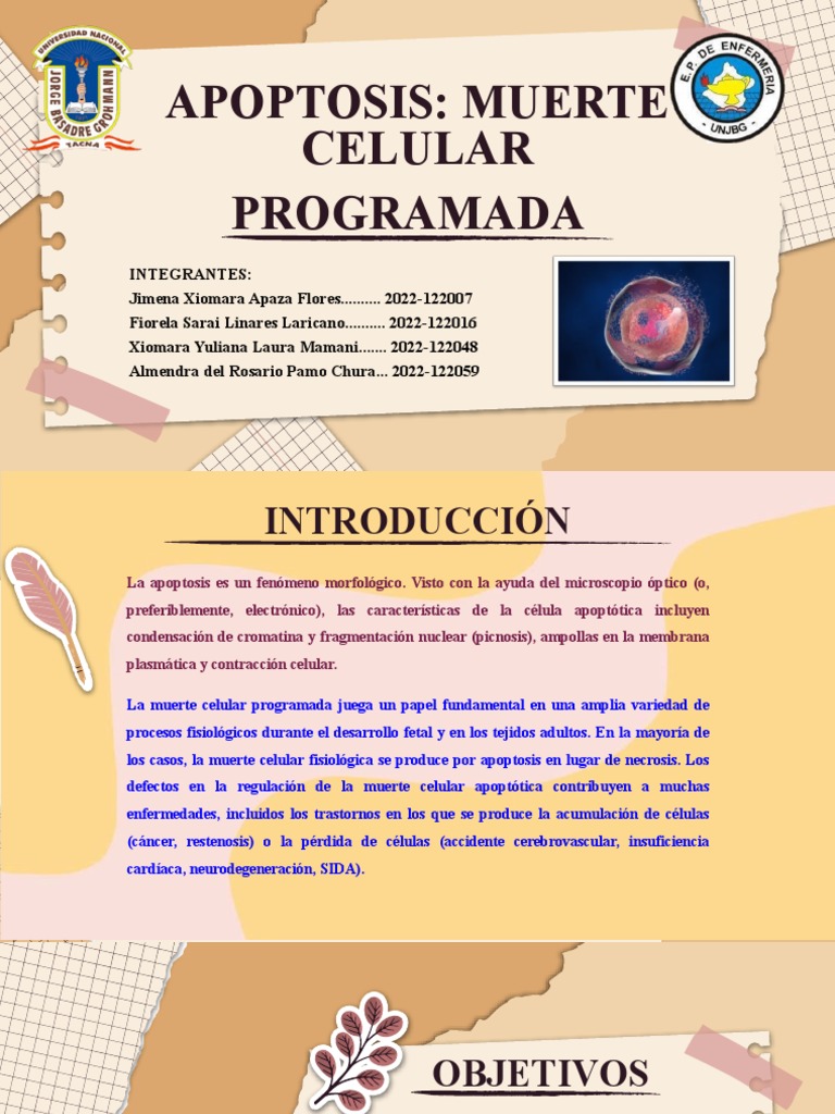 Apoptosis - Muerte Celular Programada | PDF | Apoptosis | Bcl 2
