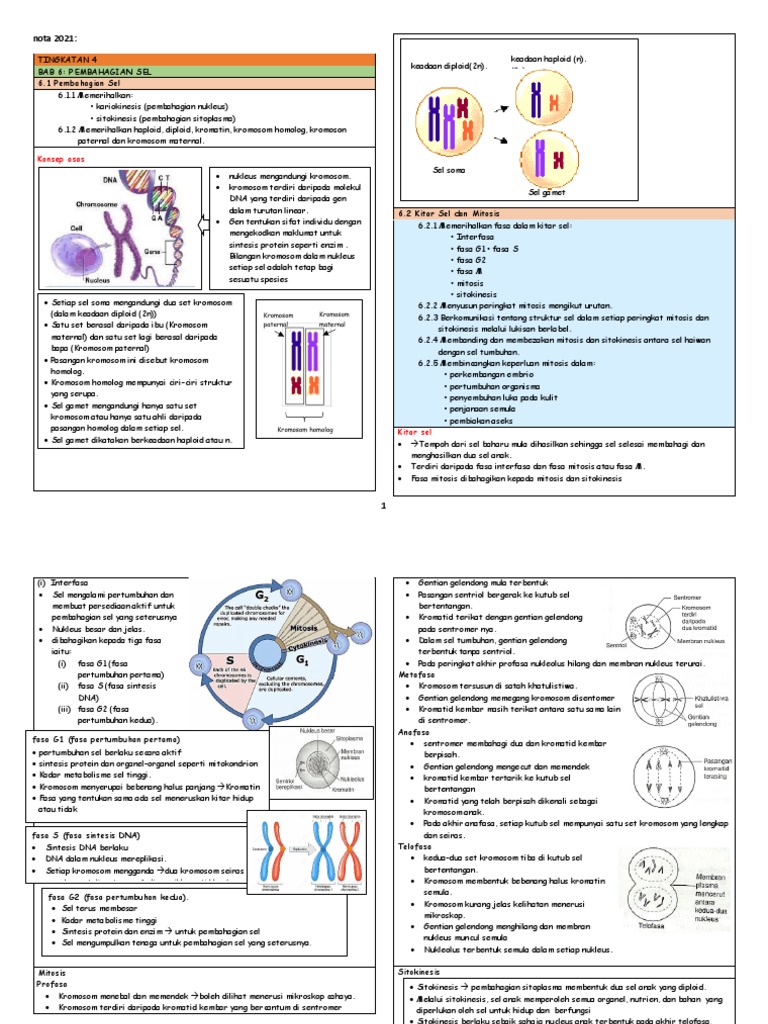 SEMAK NOTA Cepat2021biologi Bab 6 Lengkap Tingkatan 4 | PDF
