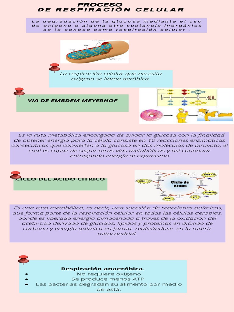 Infografía S7 Biología | PDF | Respiración celular | Fermentación