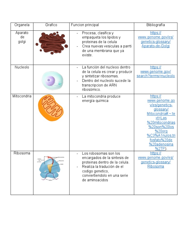 Organelos Celulares | PDF | Ribosoma | Biología Celular