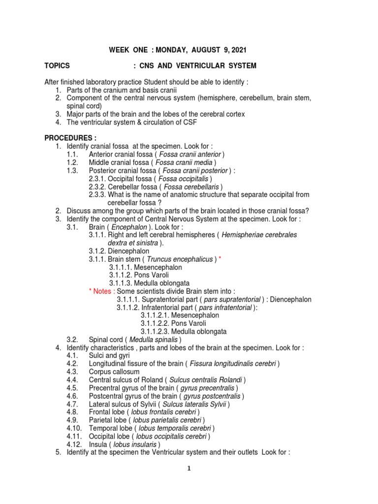 Ant Neuro | PDF | Central Nervous System | Organ (Anatomy)