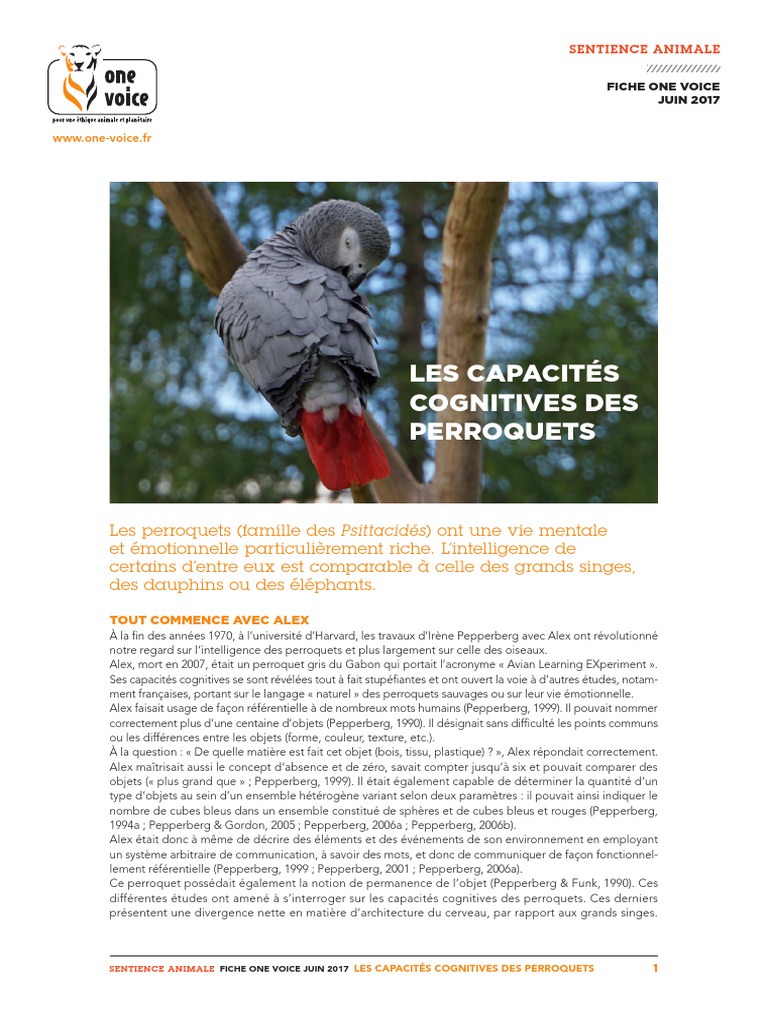 Perroquet Intelligence Cognitive | PDF | Sciences comportementales