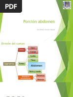 Disección de La Rata Wistar | PDF | Abdomen | Morfología (biología)