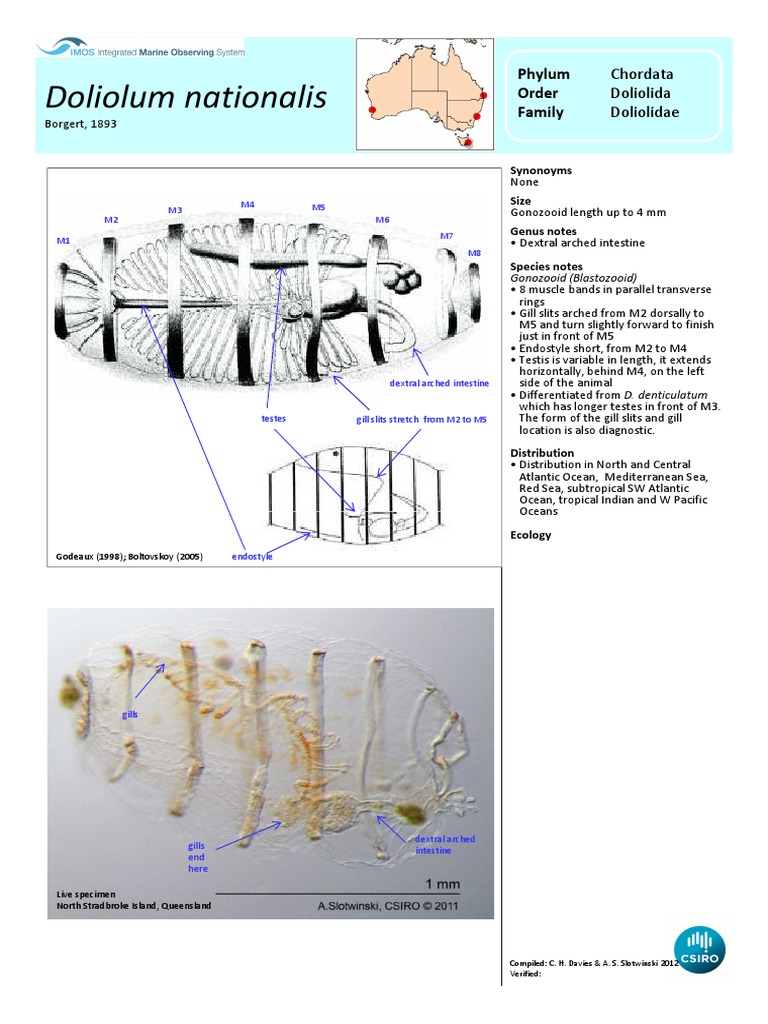 Doliolum Nationalis Updated | PDF | Anatomical Terms Of Location