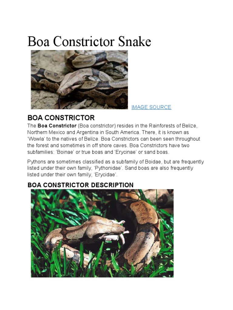 The Boa Constrictor Facts | PDF | Snake | Squamata