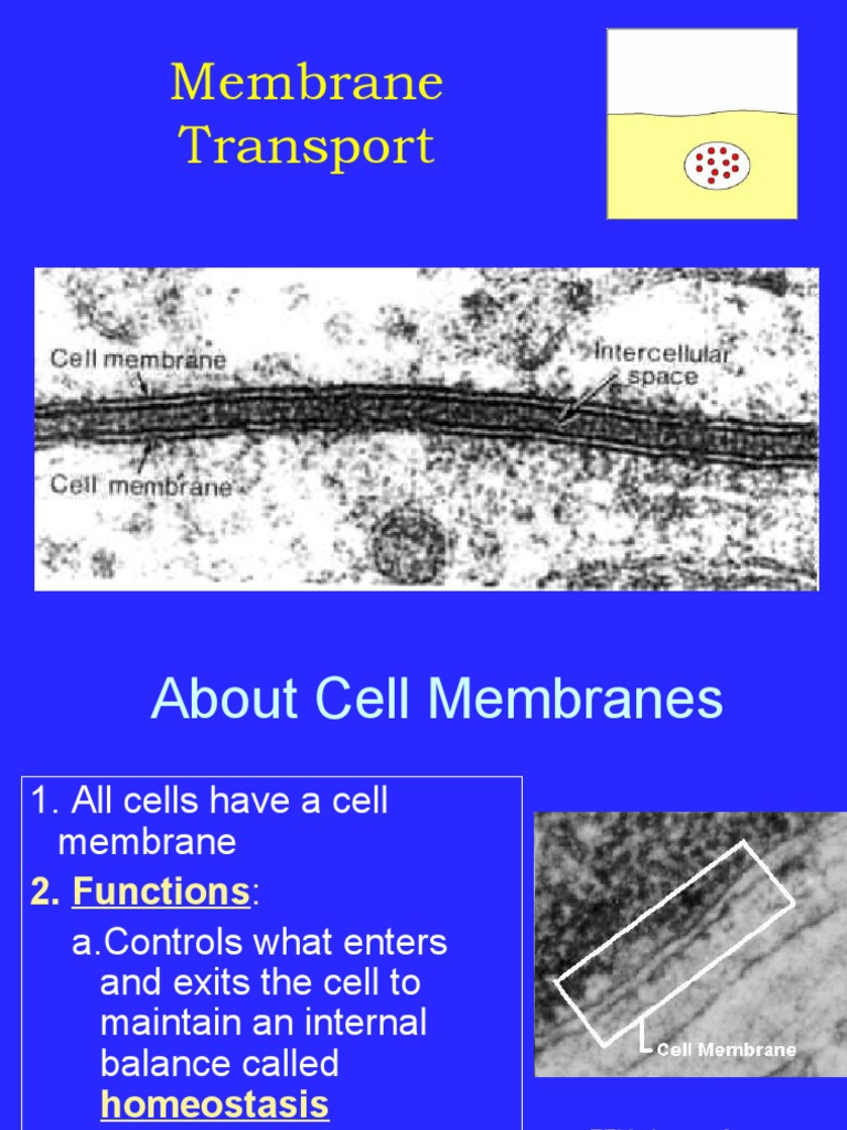 Transport | PDF | Cell Membrane | Lipid Bilayer