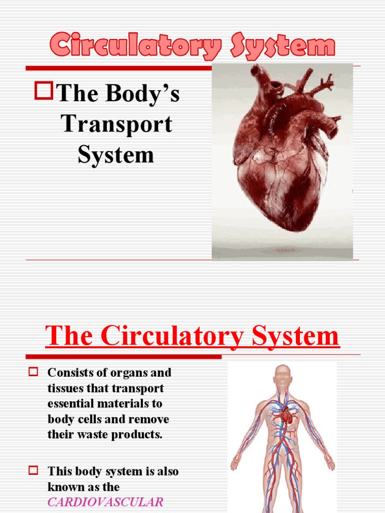 Circulatory System | PDF | Heart | Heart Valve