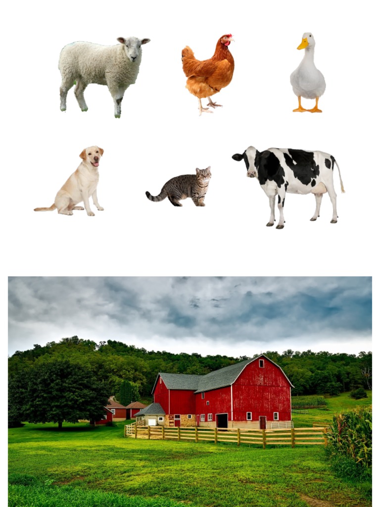 Ali Baba Farm | PDF