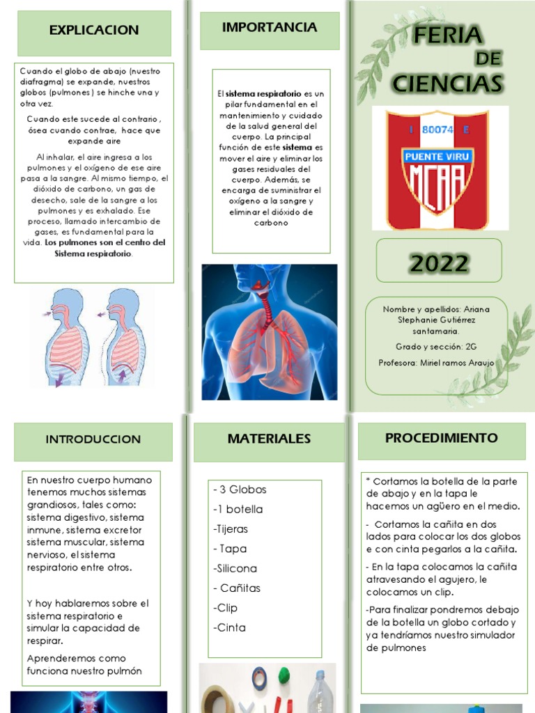 TRIPTICO | PDF | Sistema respiratorio | Pulmón