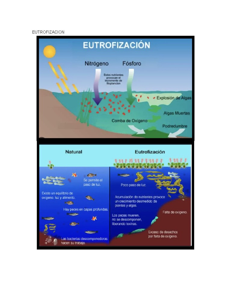 EUTROFIZACION | PDF | Eutrofización | Biología