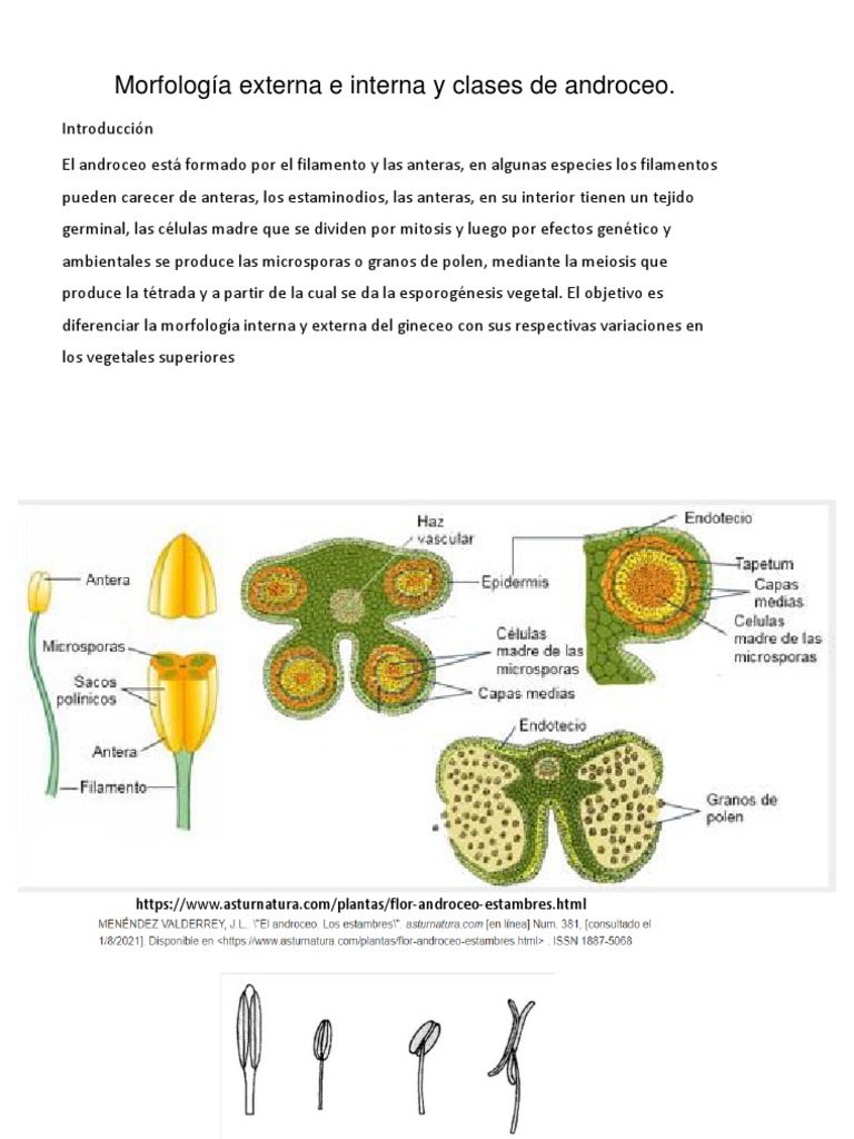 Morfología Externa e Interna y Clases de Androceo-2021 | PDF