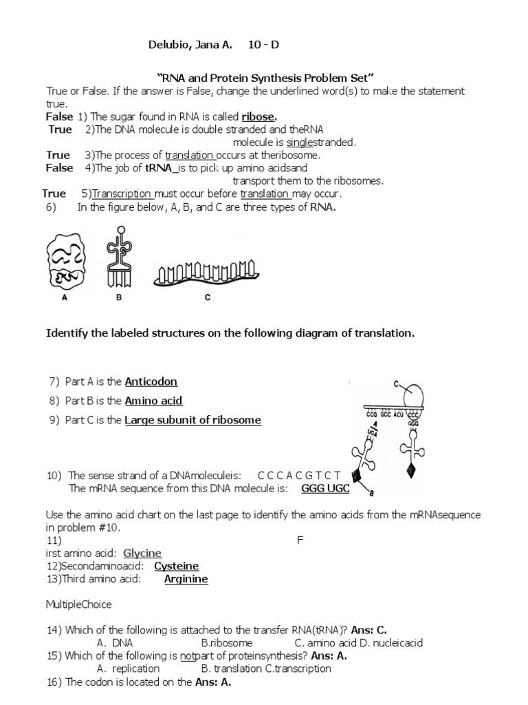 RNA and Protein Synthesis Problem Set | PDF | Translation (Biology) | Rna