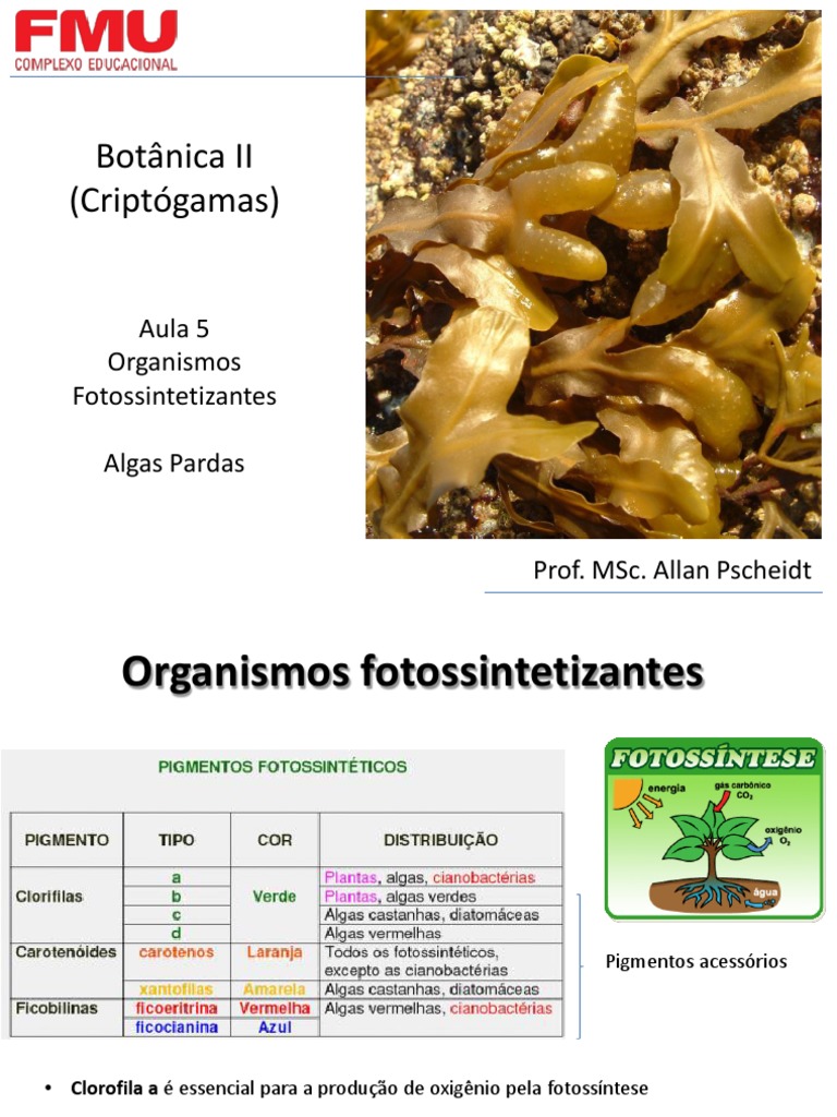 Algas Pardas: Características e Morfologia | PDF | Célula (Biologia) | Organismos