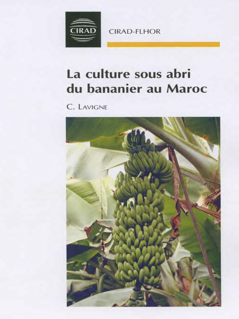 Culture du Bananier sous Serre au Maroc | PDF | Fertilisant