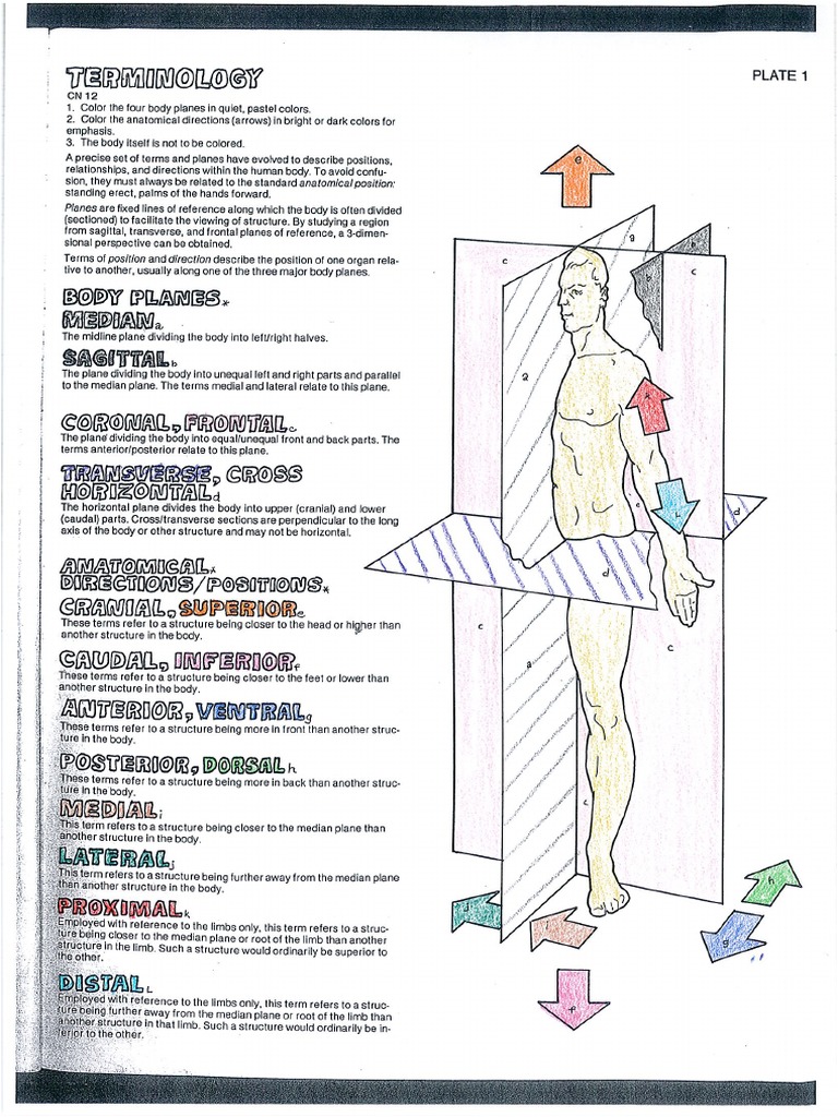 Anatomical Direction Color Key Pdf
