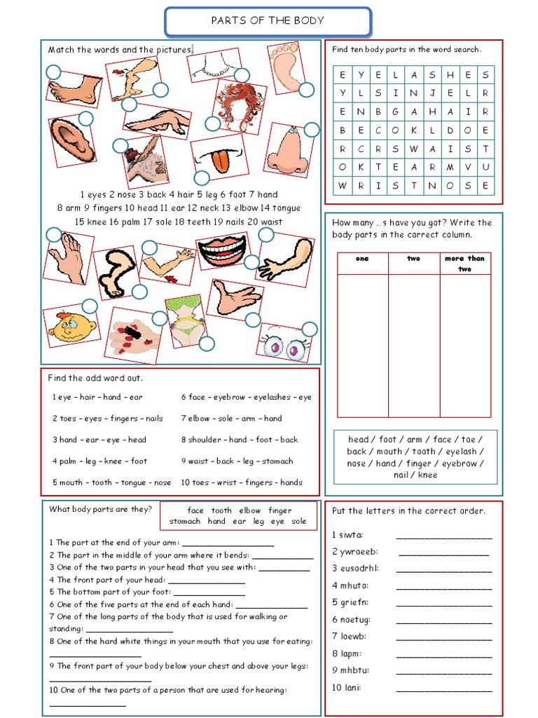 Homework - Parts of The Body | PDF | Hand | Foot