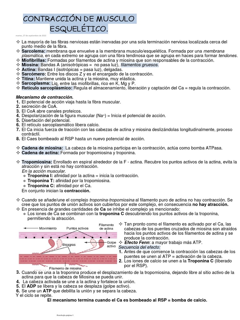Contracción De Musculo Esquelético Pdf Contracción Muscular