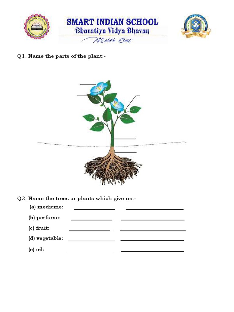 Plant Worksheet | PDF
