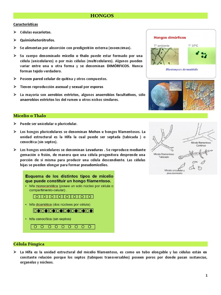 HONGOS | PDF | Hongo | Biología Celular)