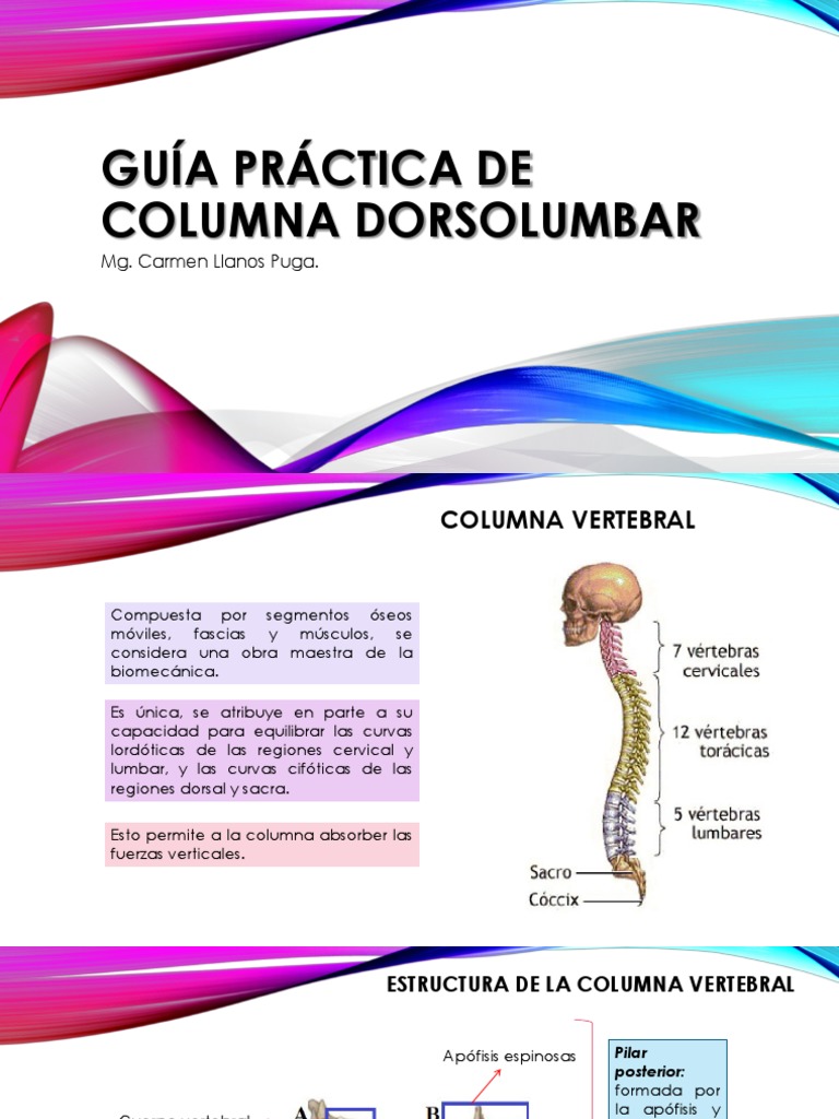 Guía de Anatomía Dorsolumbar | PDF | La columna vertebral | Sistema ...