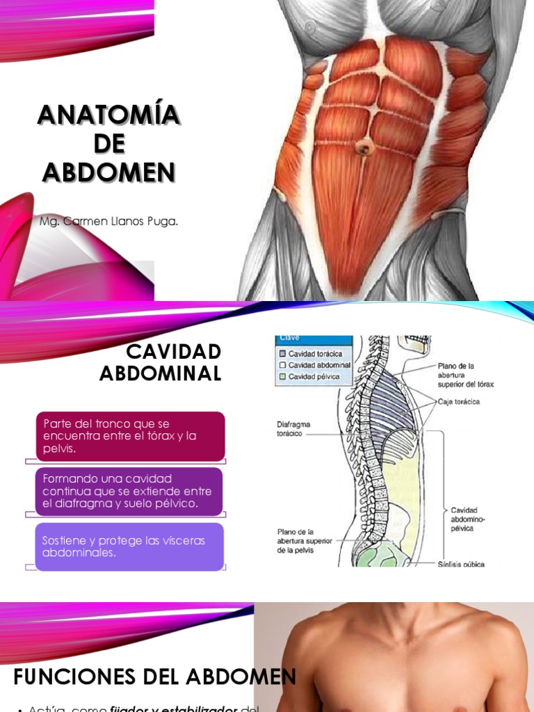 Anatomía del Abdomen y sus Funciones | PDF | Abdomen | Pelvis