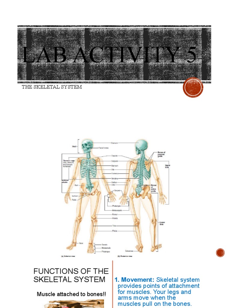 Skeletal System | PDF | Bone | Skeleton