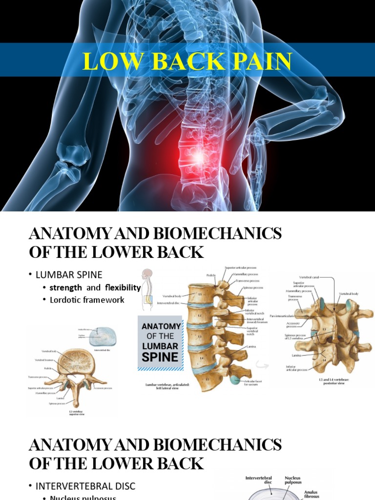 Low Back Pain | PDF | Spinal Cord | Back Pain