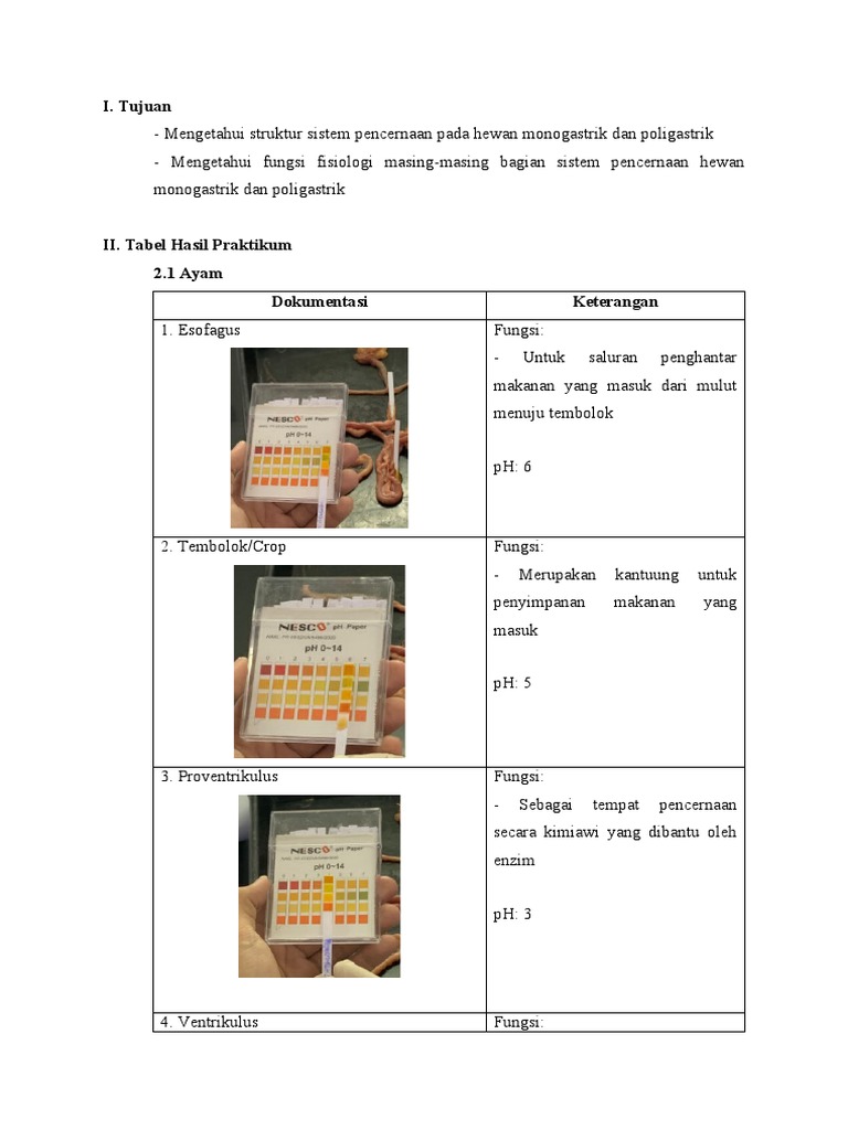 Laporan Sistem Digesti 1 | PDF