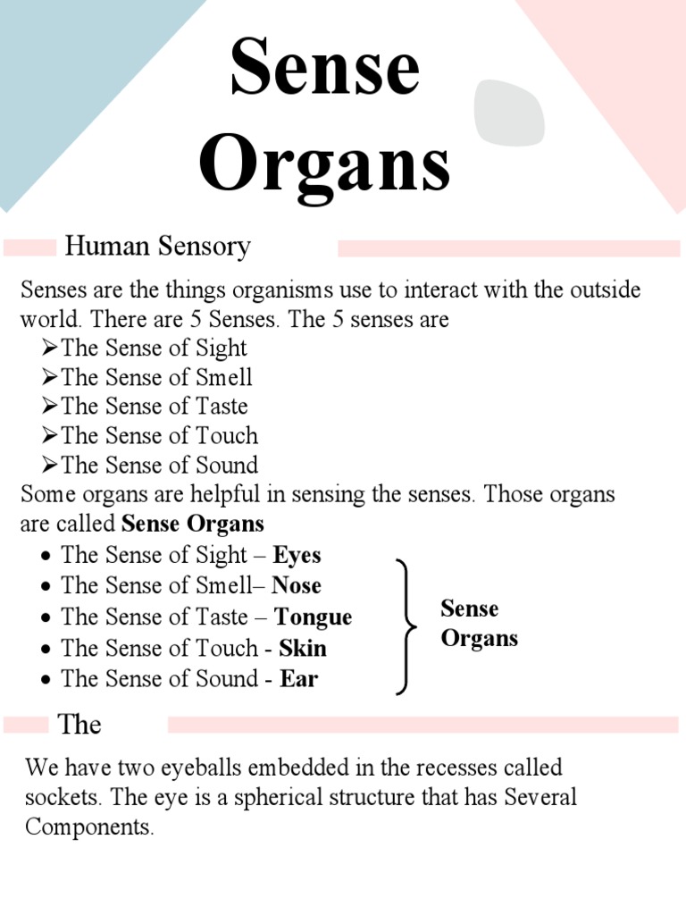 Eye Notes | PDF | Eye | Human Eye