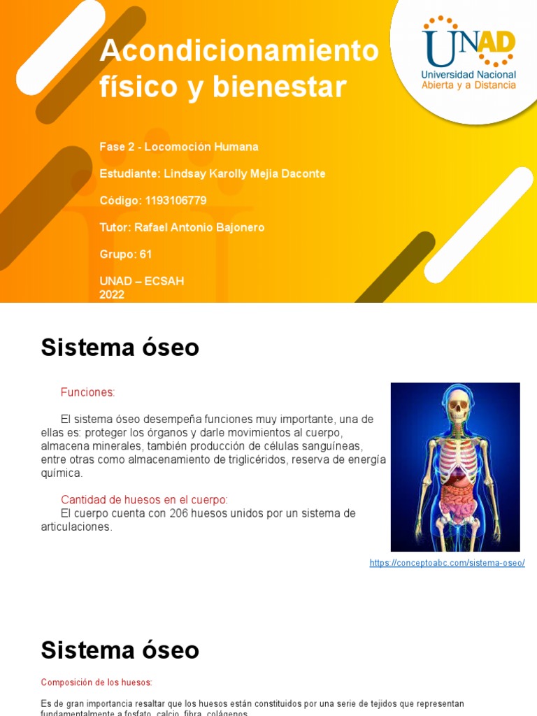 Fase 2 - Locomoción Humana | Descargar gratis PDF | Sistema nervioso ...