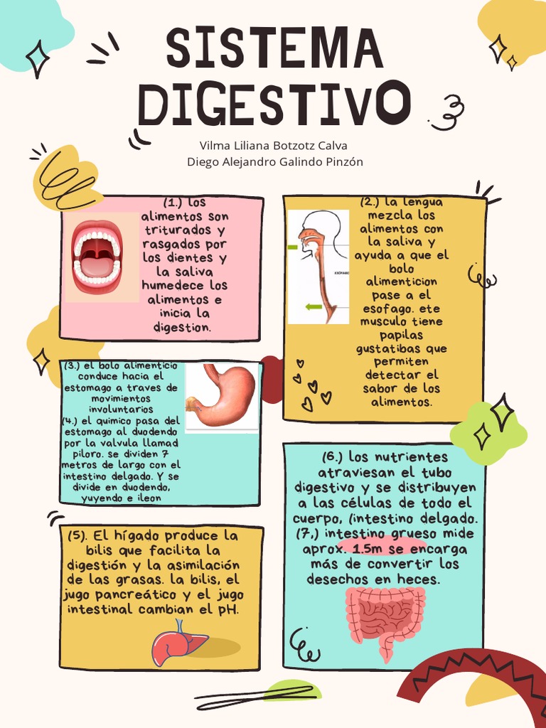 Sistema Digestivo | PDF