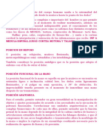 Anatomía de las Falanges de la Mano | PDF | Mano | Articulación