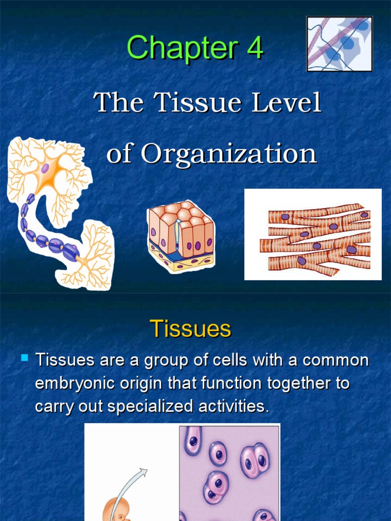 Tissue Level of Organization Overview | PDF | Epithelium | Connective ...