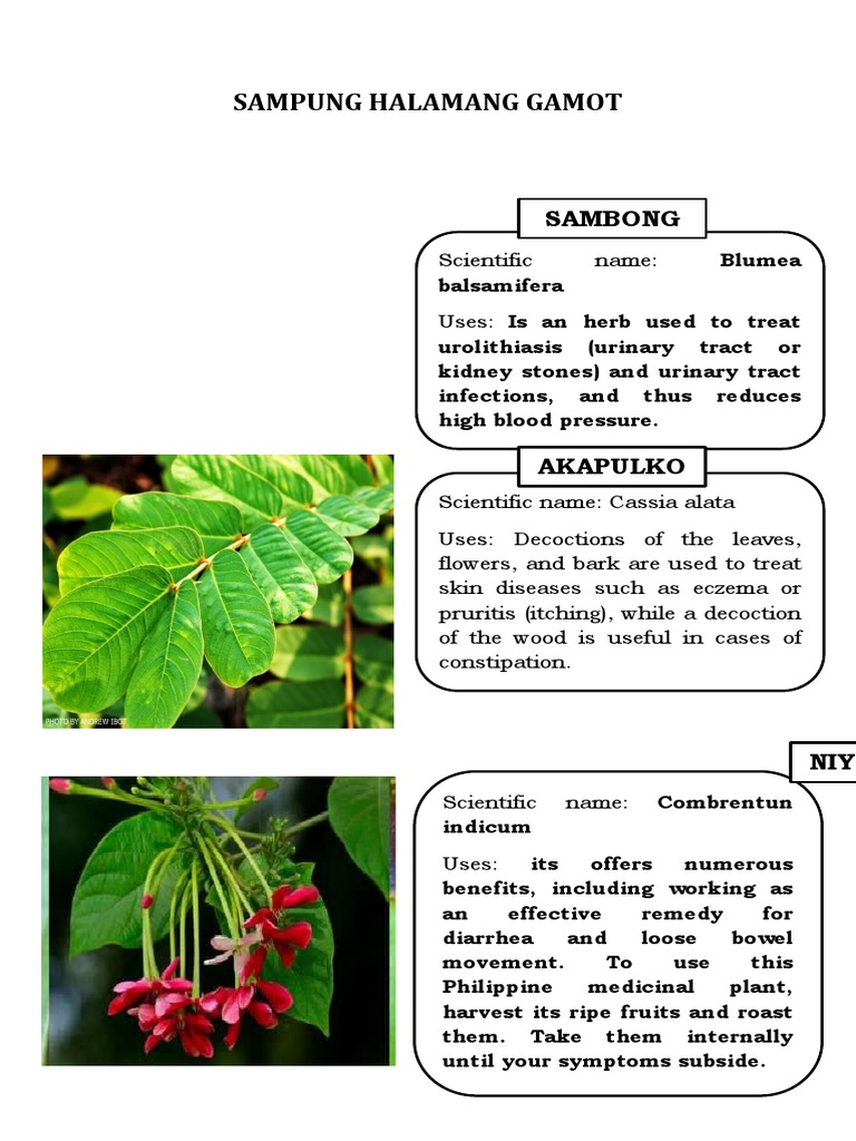 Sampung Halamang Gamot | PDF | Health Sciences | Medical Specialties