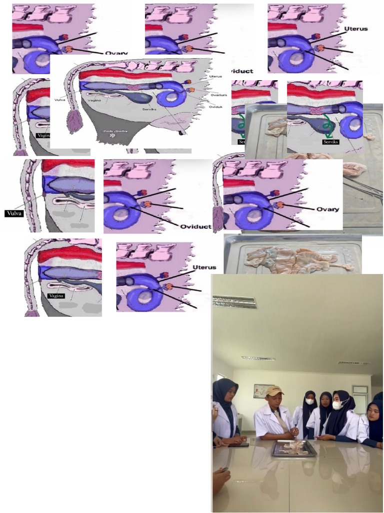 Gambar Reproduksi Sapi | PDF