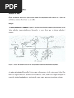 Raízes Adventícias: Exemplos e Funções | PDF | Raiz | Morfologia vegetal