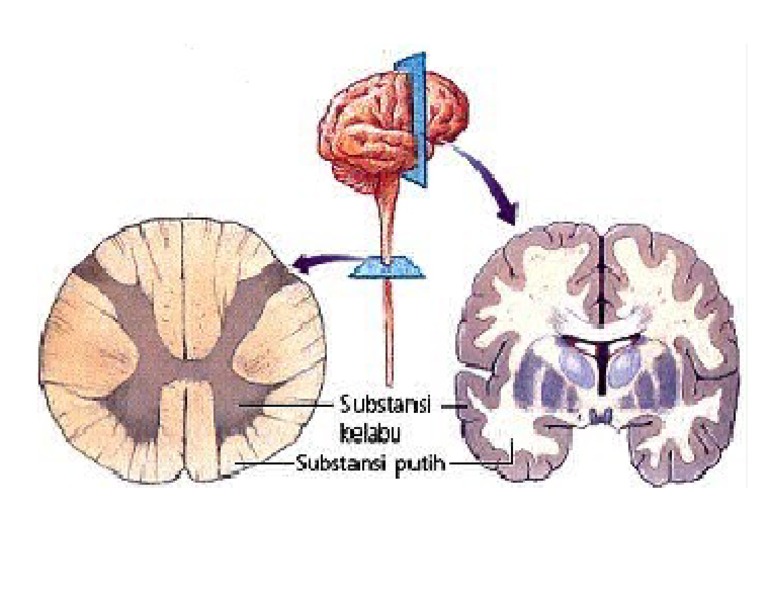 Gambar Belahan Otak Dan Susum Tulang Belakang | PDF