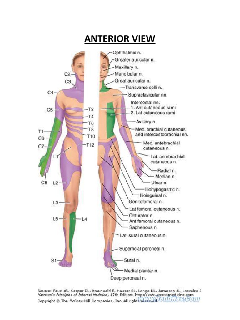 Dermatome Map Overview | PDF