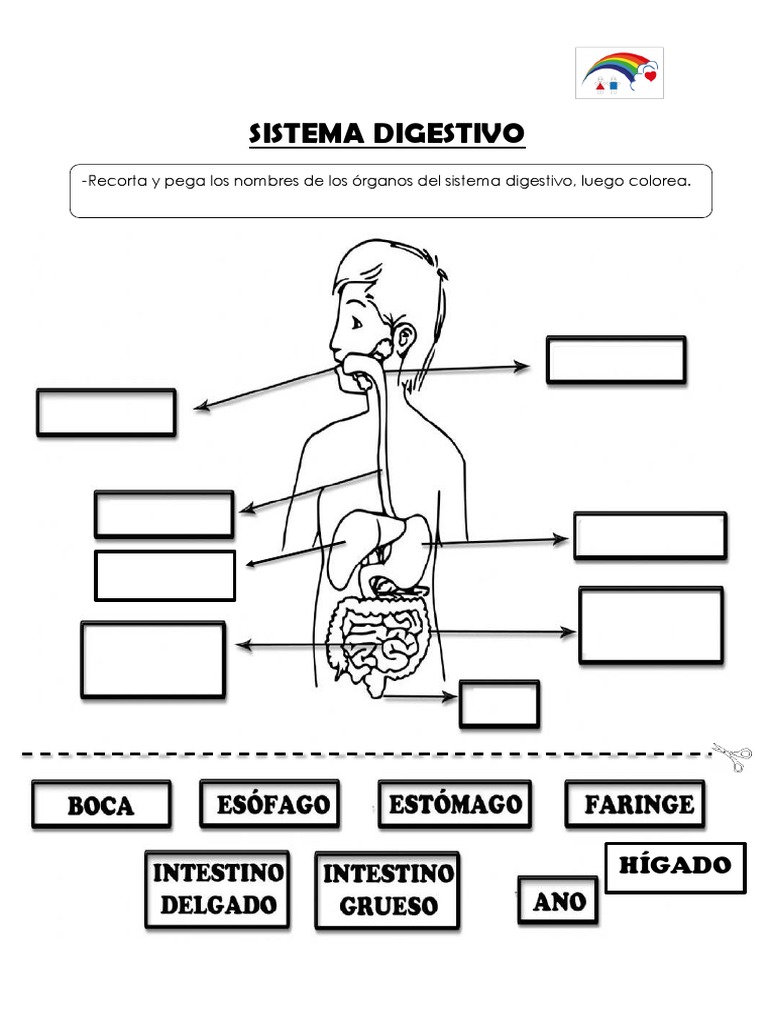 Sistemas del cuerpo humano | PDF