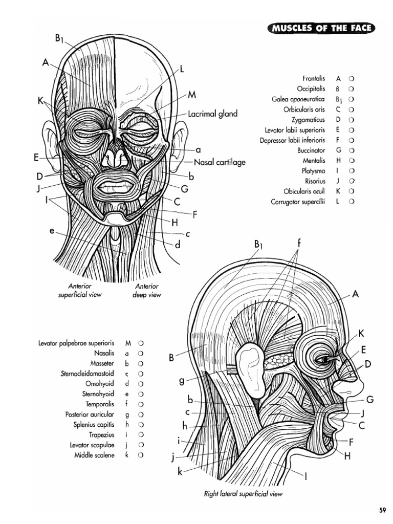 Coloring Worksheet - Muscular | PDF