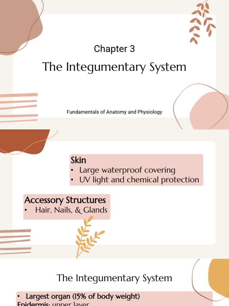 The Structure and Functions of the Integumentary System | PDF ...