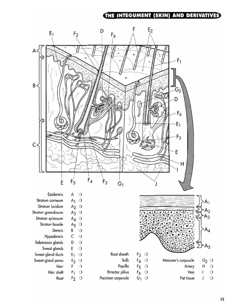 Coloring Worksheet - Integumentary | PDF