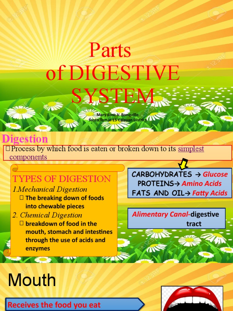 Digestive - System - and - Its - Parts - PPTX Filename UTF-8''digestive ...